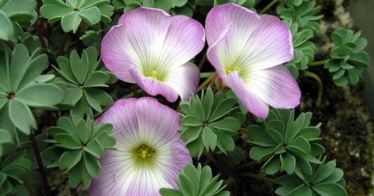 Plantas en Casa y Jardín: ACEDERILLA