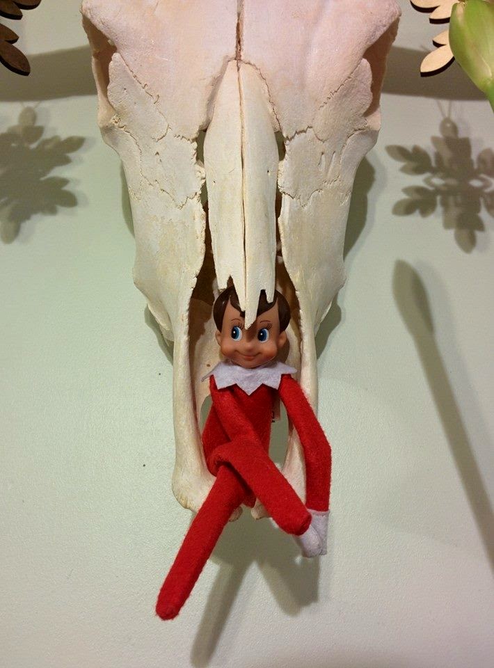 The Daily Bone: Shelf Elf