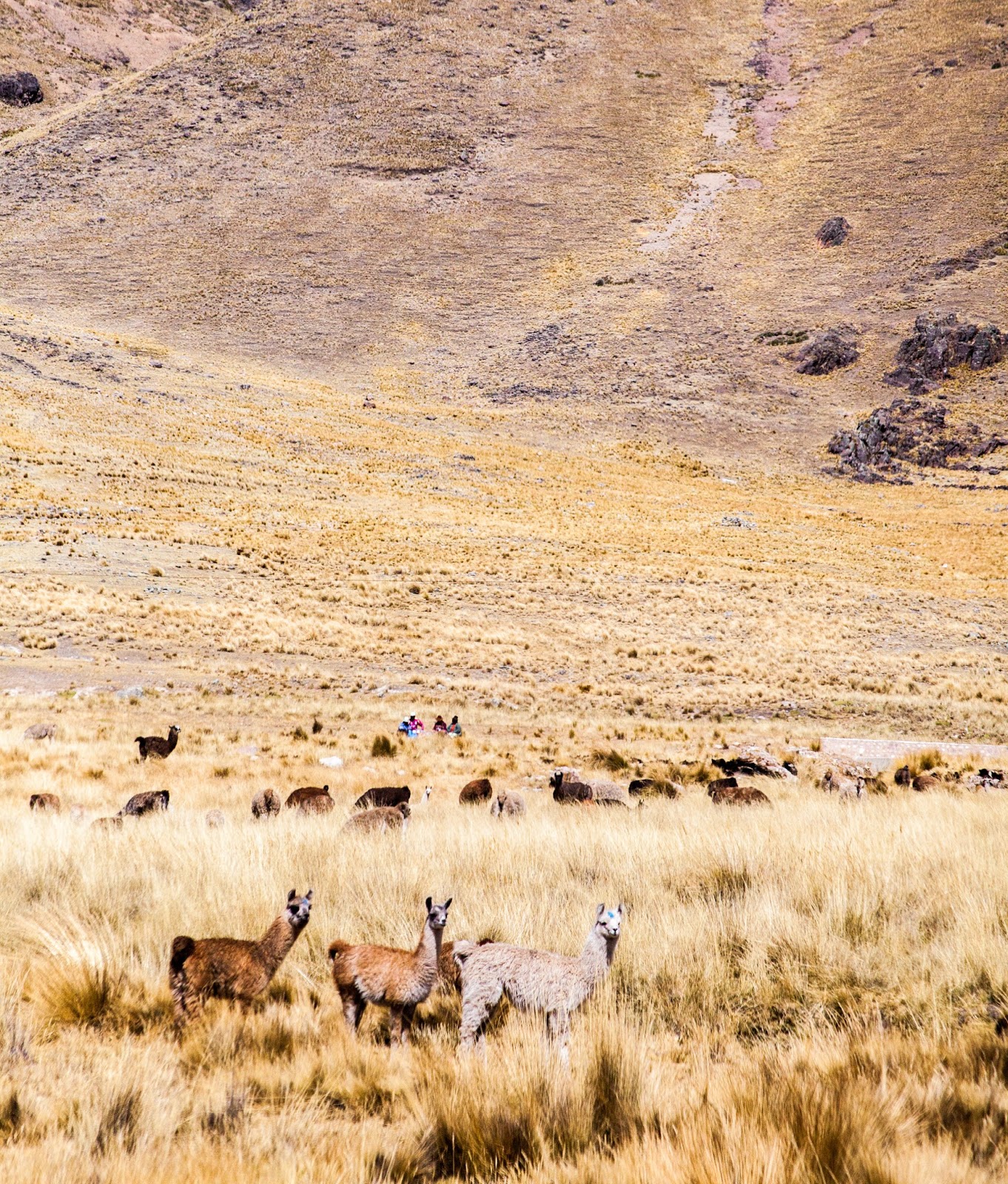 My Musings: The Andean Explorer