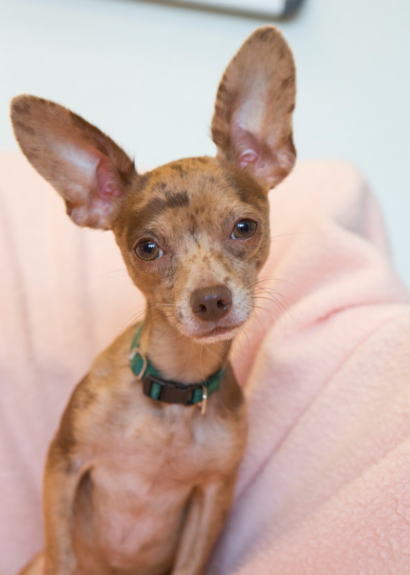 Shelter Dogs of Portland: "WILL" silly Chihuahua