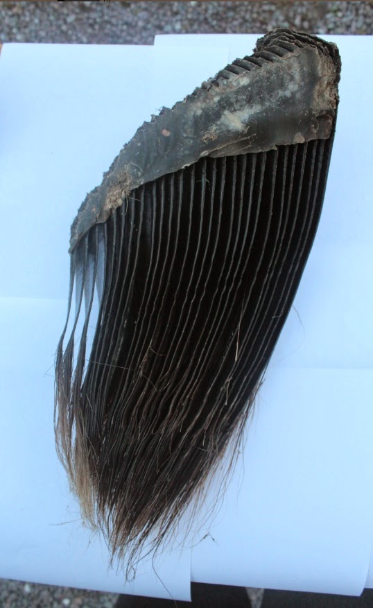 KerrysWildSide: Baleen Whales