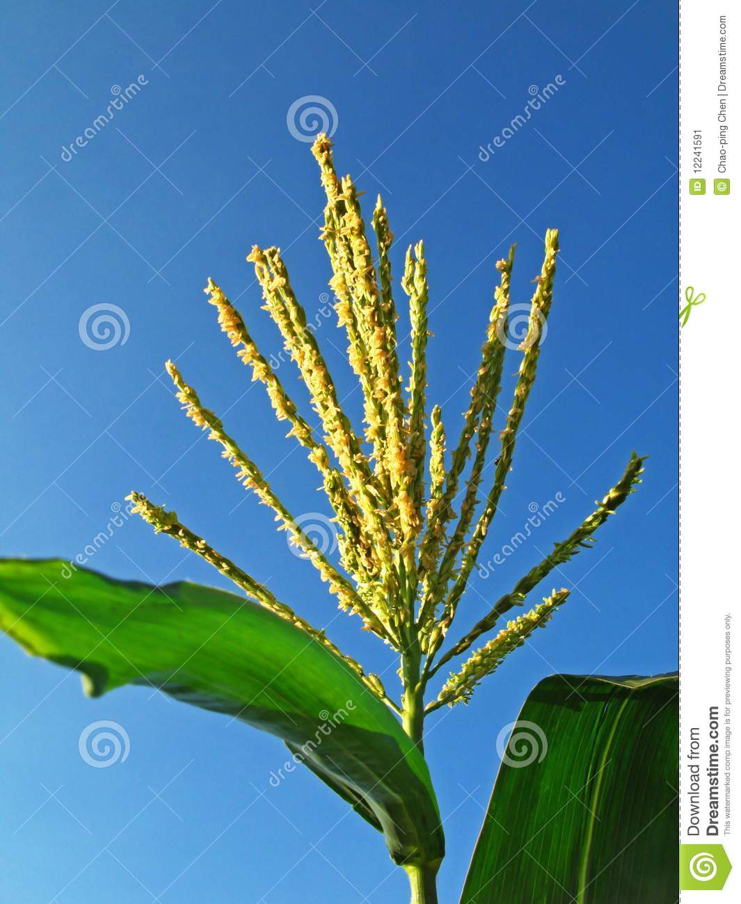 morfologi tumbuhan : bagian-bagian bunga (kelamin bunga)