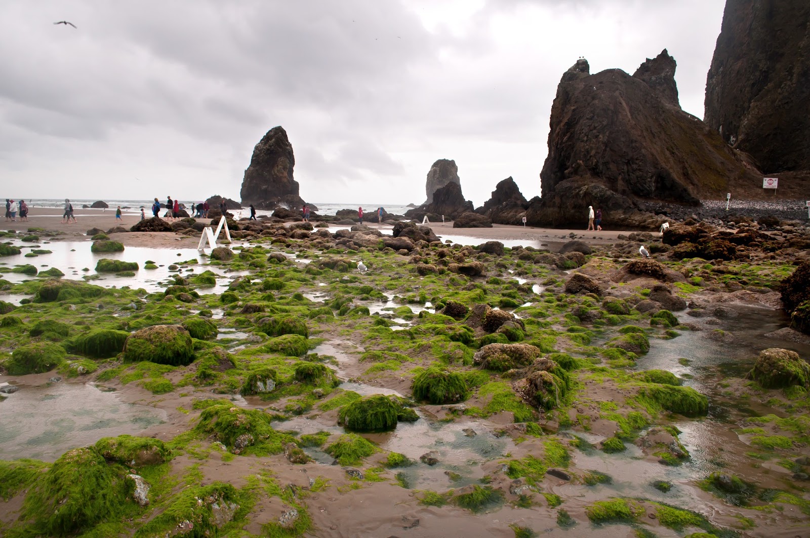 The Adventures of Asher & Journey: Canon Beach, Oregon
