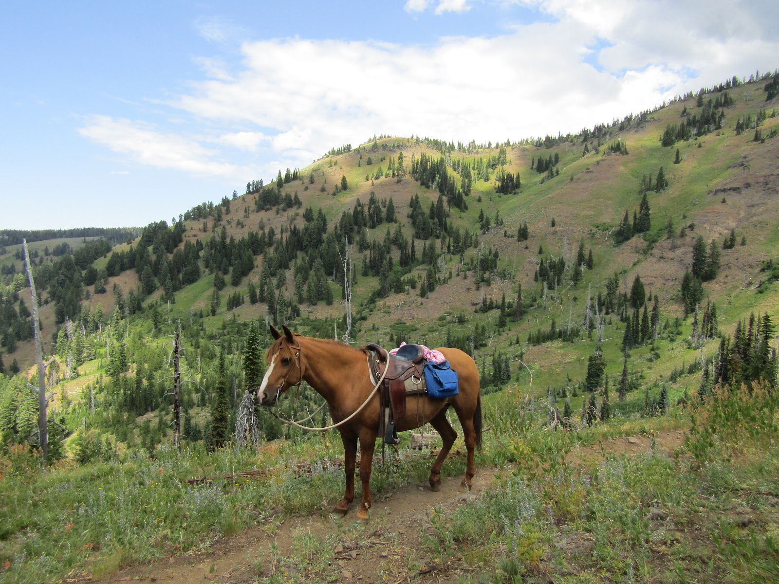 Holly's Horse Tales and Trails: Moss Springs and North Fork John Day ...
