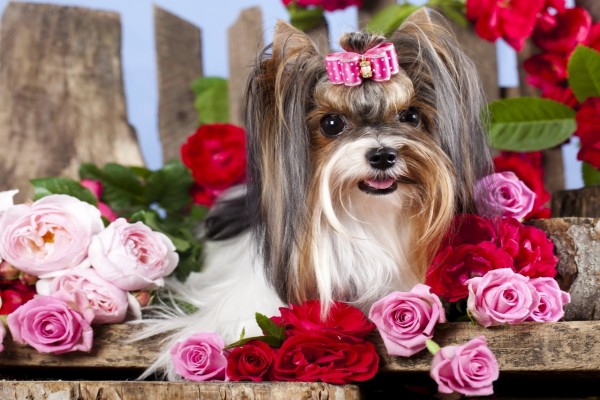 ANIMALES: PERRITOS Y FLORES