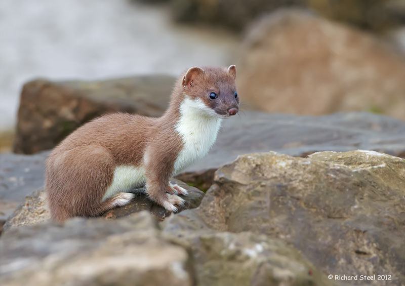 Wildlife Photographic Journals