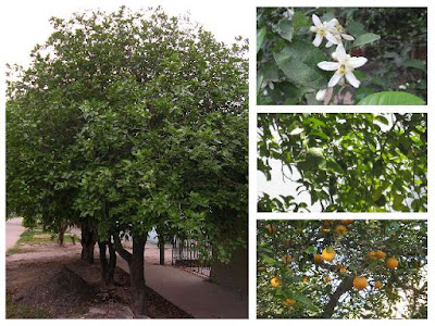 Citrus limon - Arbolado Urbano Formosa