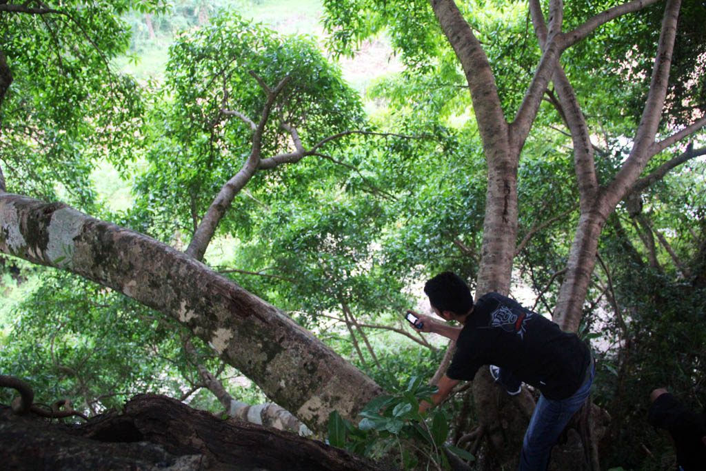 Balete Park And Millennium Tree