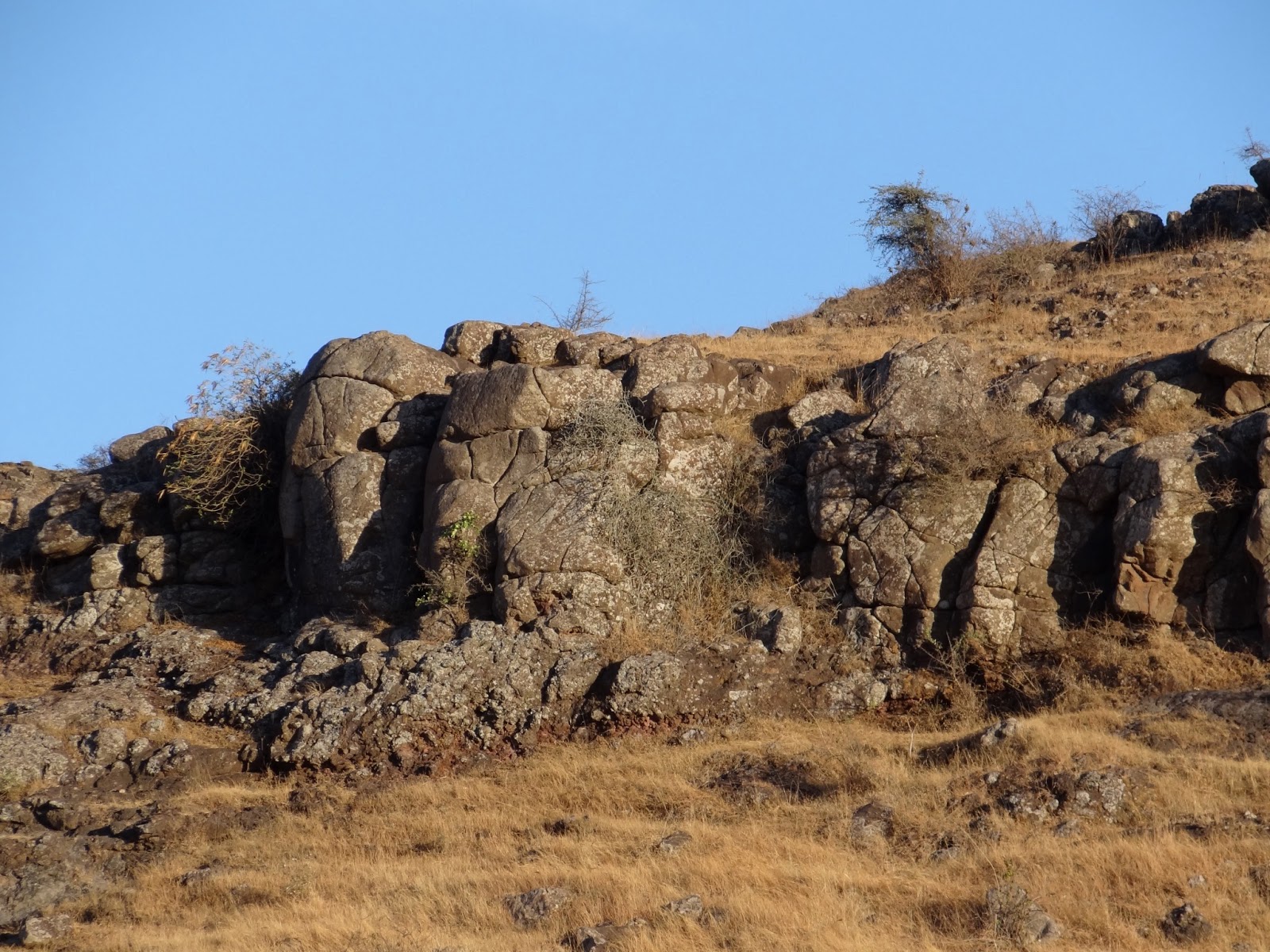 Travelz Unlimited: Birding at Dive ghat : A Photologue