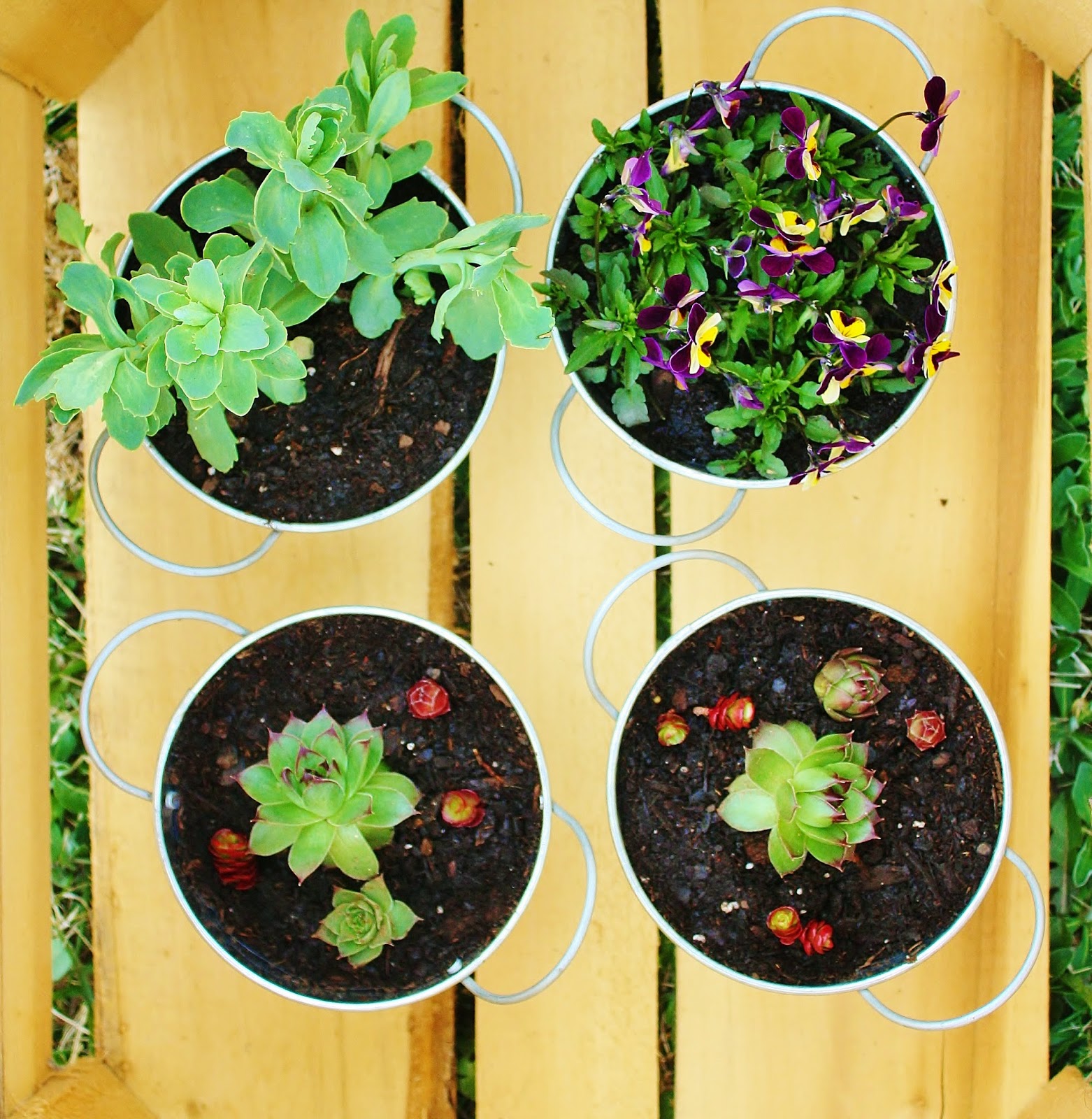 Bucket Outlet: Three classic and beautiful DIY potted plants: easily to ...