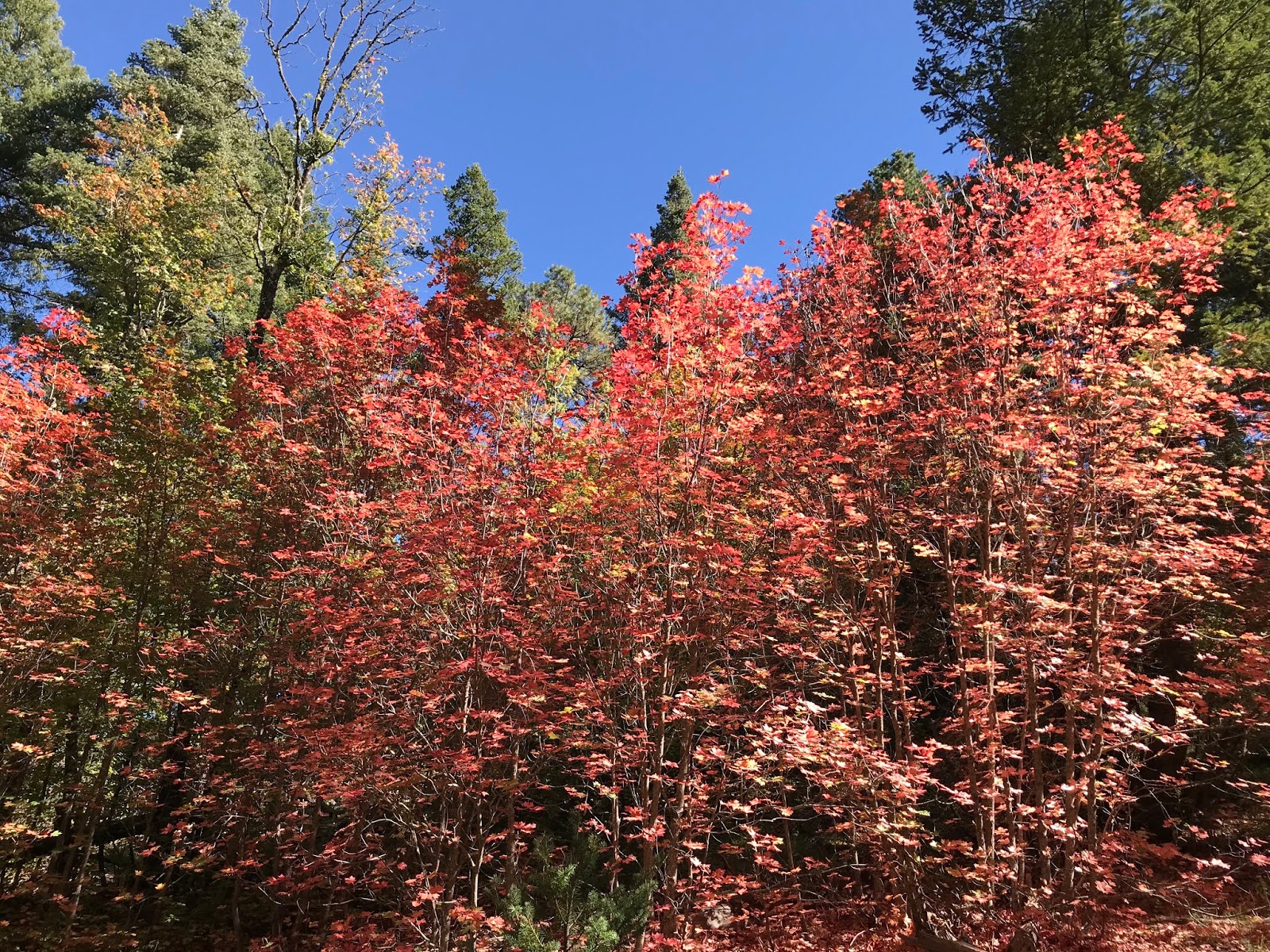 Southern New Mexico Explorer: Carissa Lookout, Long Canyon-Lincoln ...