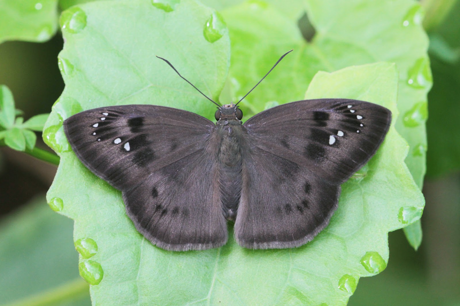 Butterflies of Singapore: Life History of the Common Snow Flat