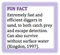 Vulpes. The Evolution of Foxes: Vulpes zerda the Fennec Fox