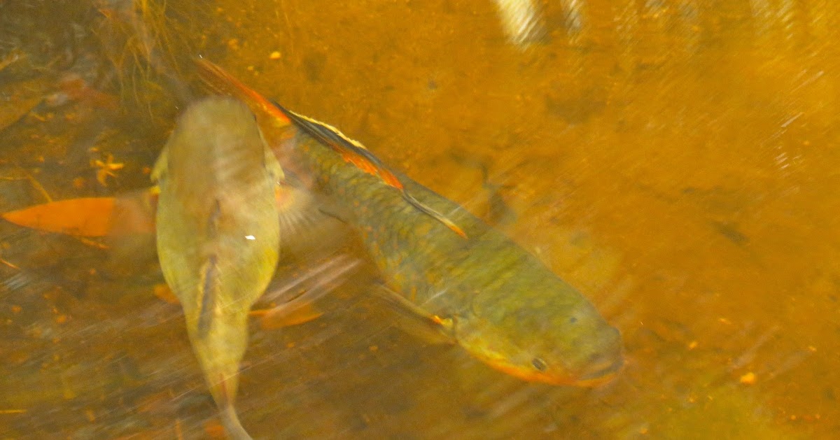 Queensland Coast: Fish spawning in the big wet