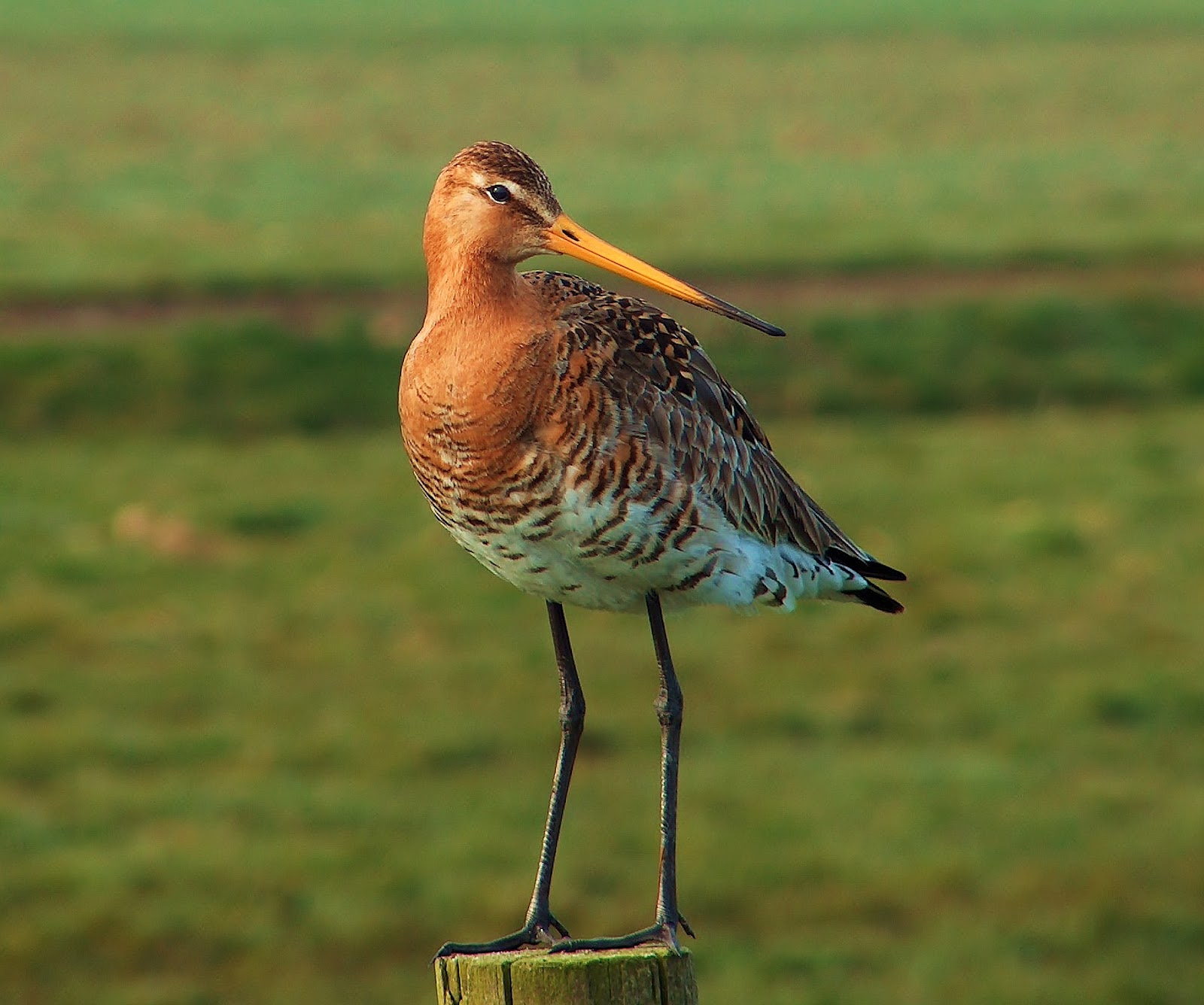 Birds of the World: October 2010