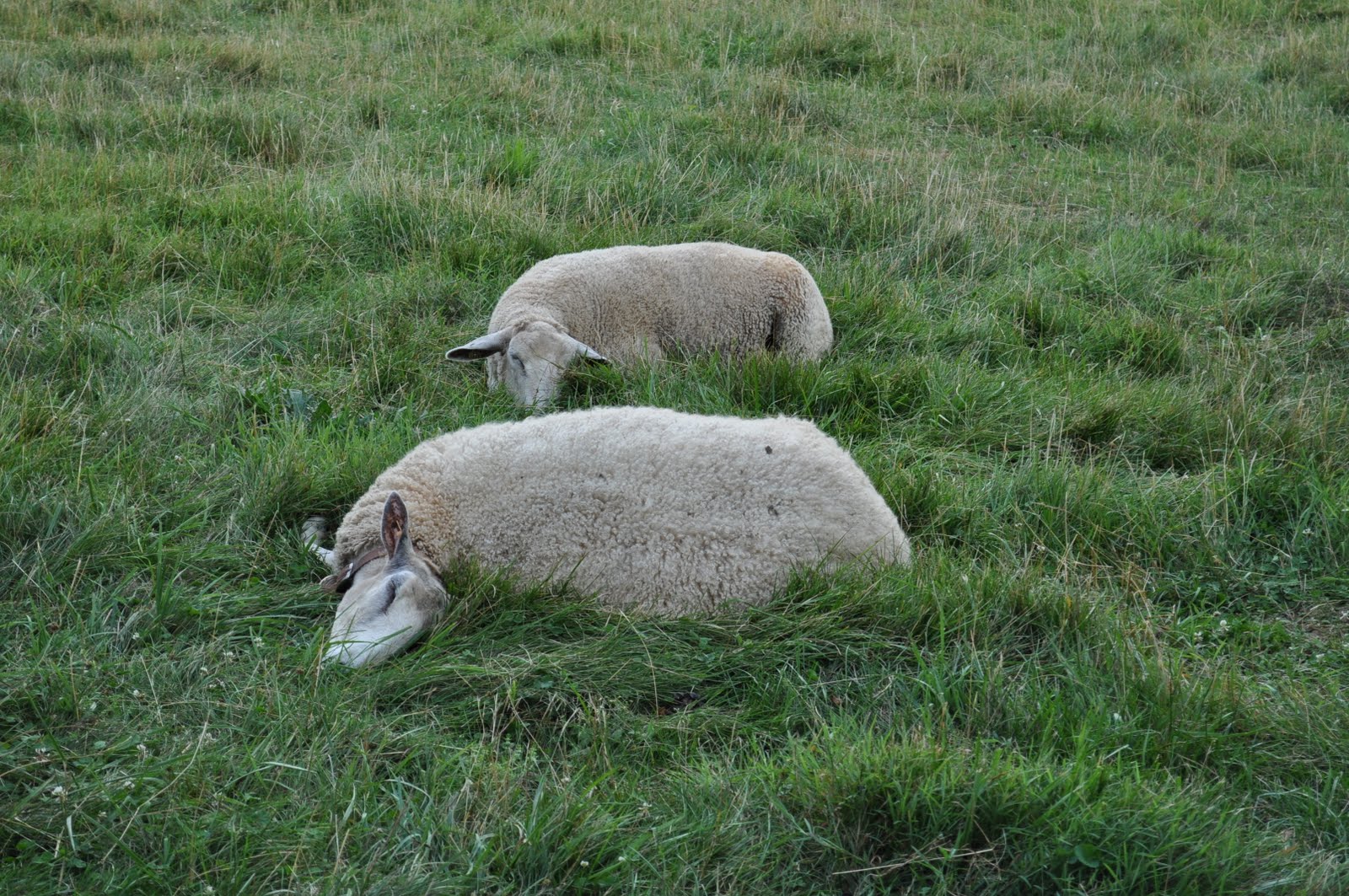 sheep dreams: Down, up and they're off.....