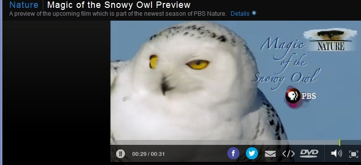 The Raptor Center: Magic of the Snowy Owl program on Nature/PBS