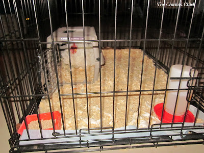 Hen puffed up and listless | BackYard Chickens - Learn How to Raise ...