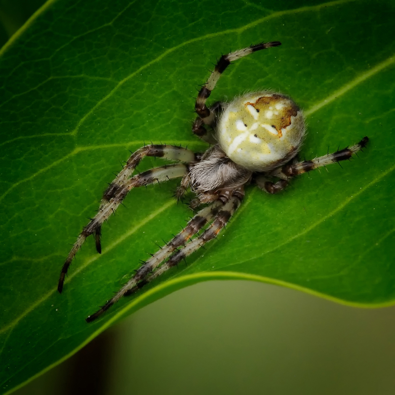 Knuts tips om makrofotografering: Edderkopper