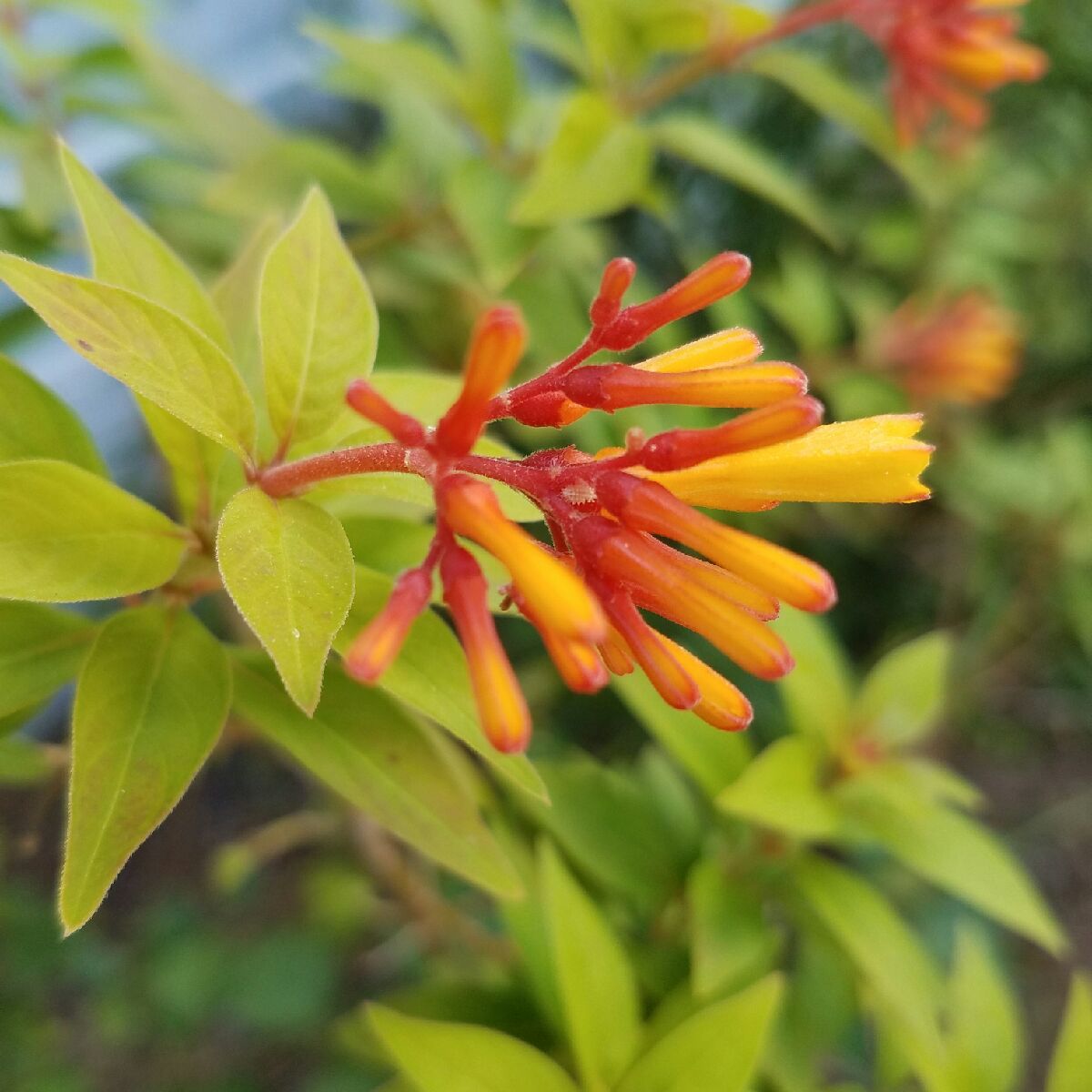 Florida Landscape Design Blog by Connie Helena: Flower of August: The ...