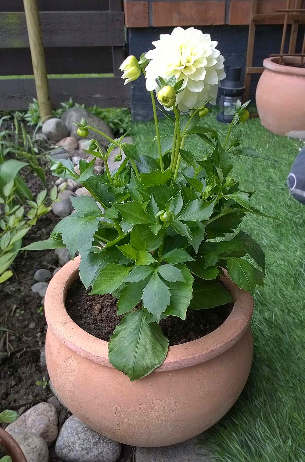 Lomalla puutarhassa: Ruukku- ja amppelikukat - muratti, intianminttu ...