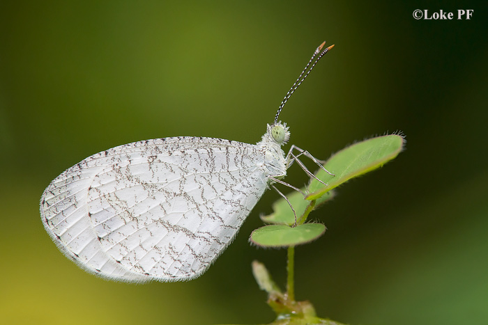 Butterflies of Singapore: Butterflies Galore! : Psyche