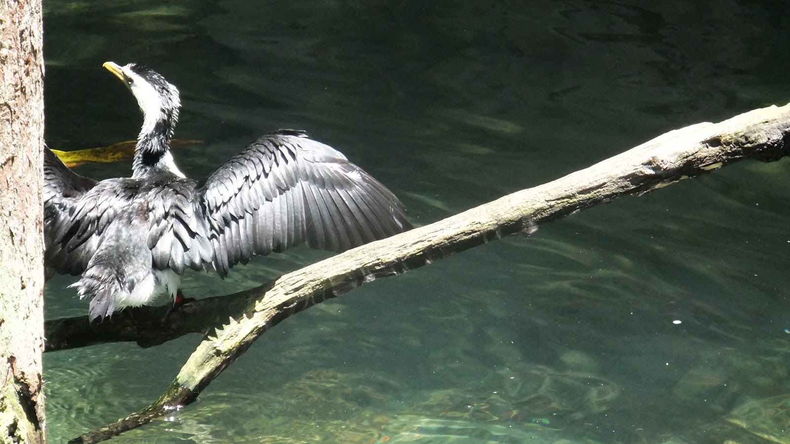 Justina-Overseas: Taronga Zoologijos Sodas Sidnėjus