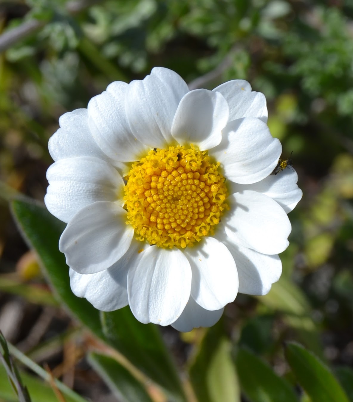 Plantas: Beleza e Diversidade: Malmequer-das-areias (Anthemis maritima)