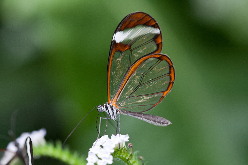 Stunning Photos of the Glass-winged Butterfly