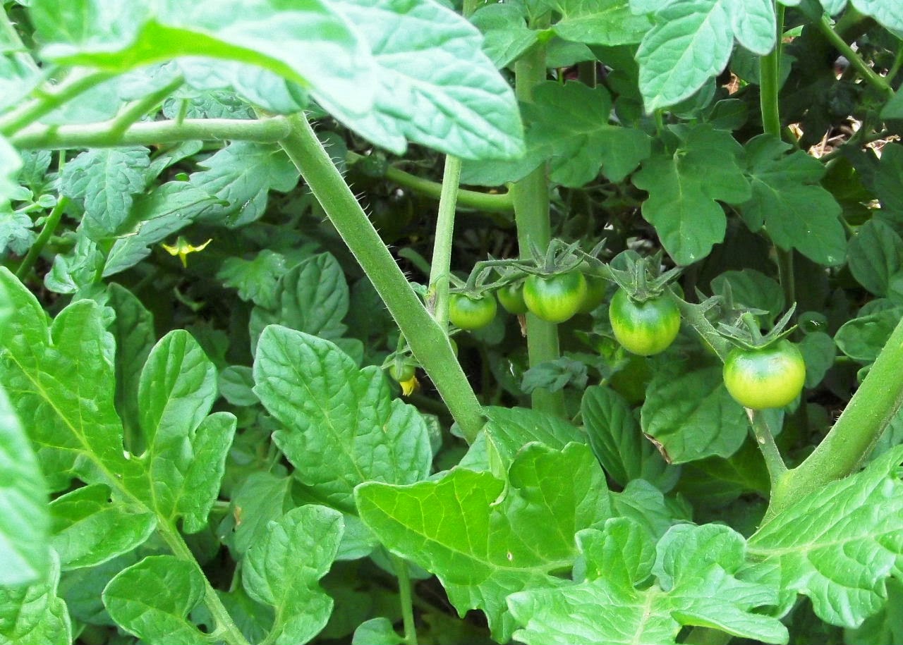 Largo Baywatch: Tomatoes Growing on the Beach