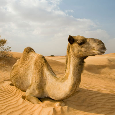 Takwil Tentang Mimpi Unta | dunia islam