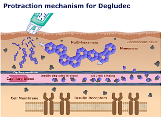 Differential Diagnosis: Insulin degludec
