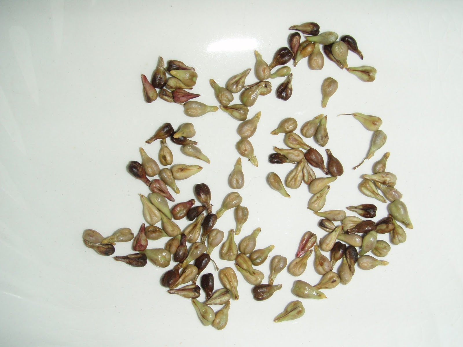 Jerusalem Wildflowers, Herbs & Trees, Israel : HEALTH BENEFITS OF ...