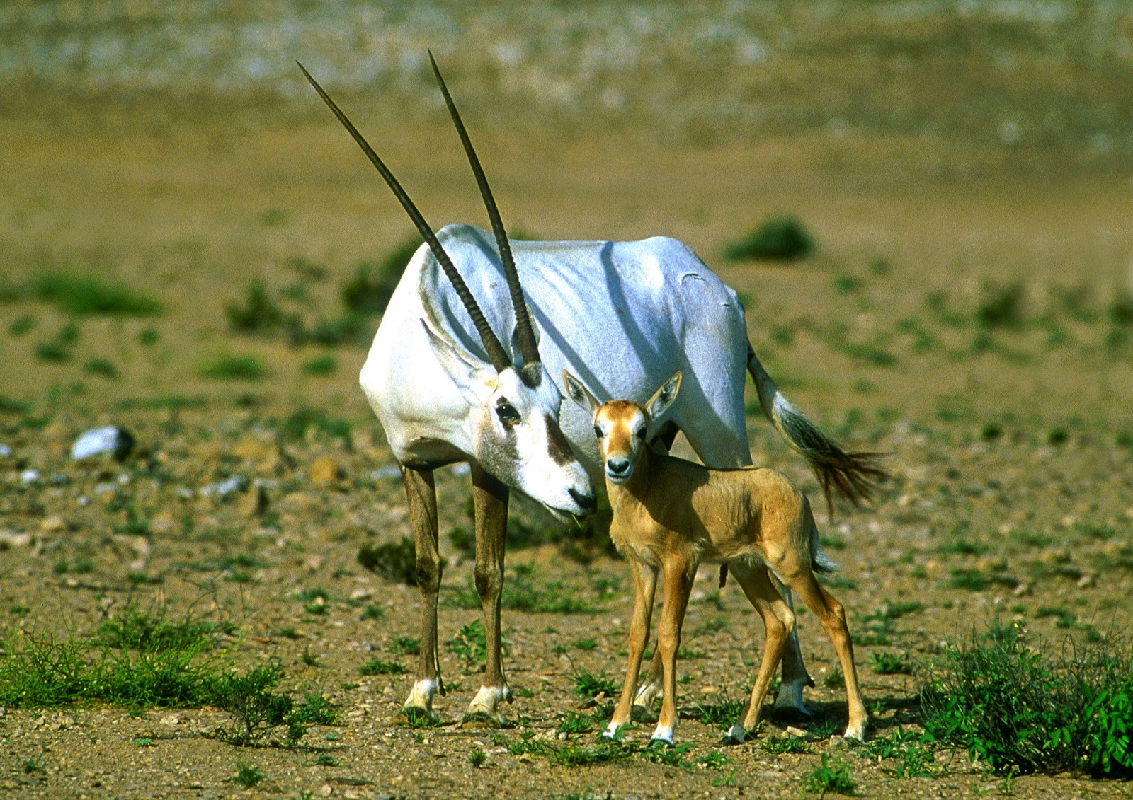 Oman Tourism UK: 6 Of The Best Wildlife - Watching Hotspots In Oman