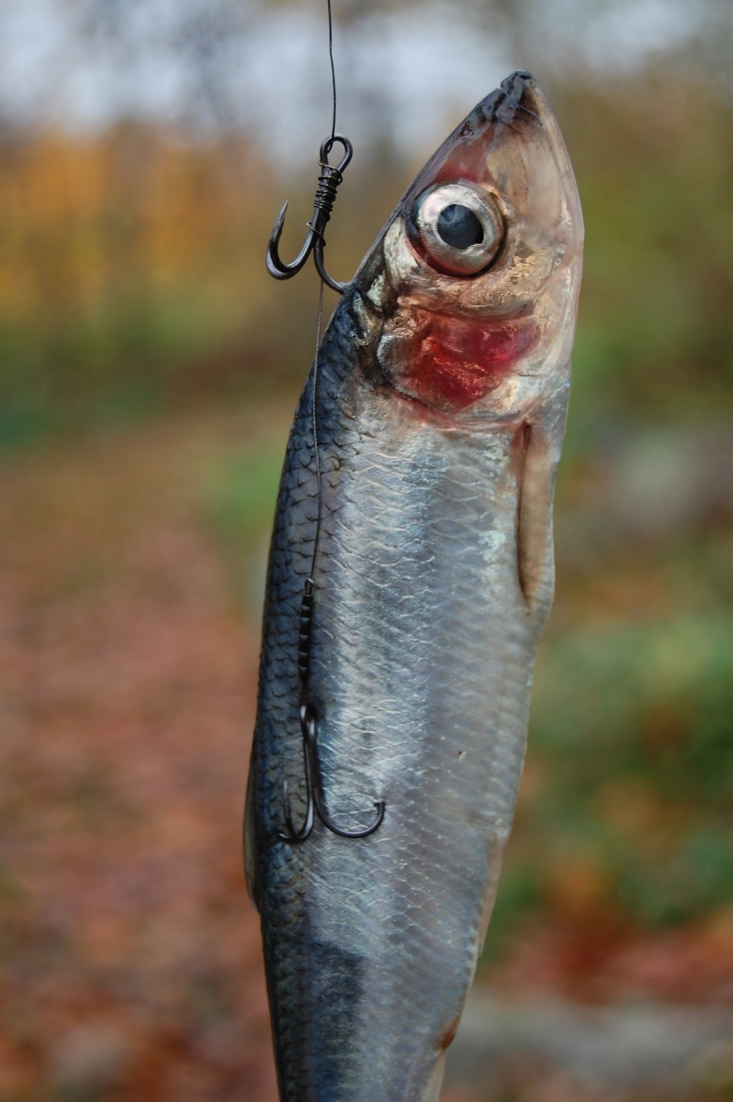 Predatorfishing my way by Luis Rasmussen. Sveriges ledande och ...