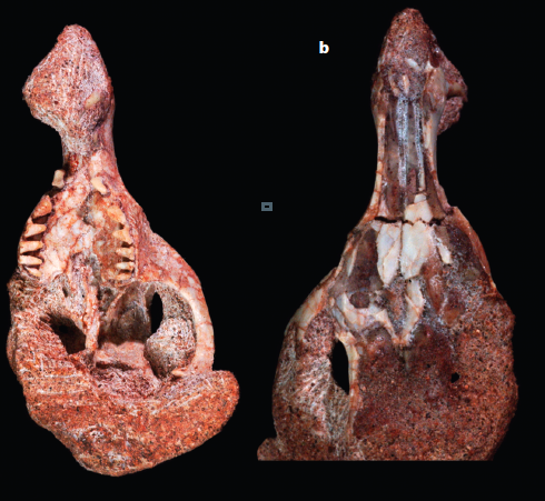 WeBlog Aragosaurus: Cronopio, un nuevo mamífero del Cretácico Superior ...