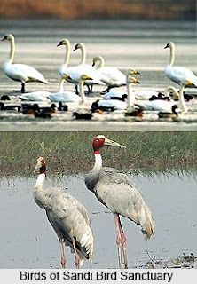 India-Archives (भारतीय अभिलेखागार): The Biodiversity at Sandi Bird ...