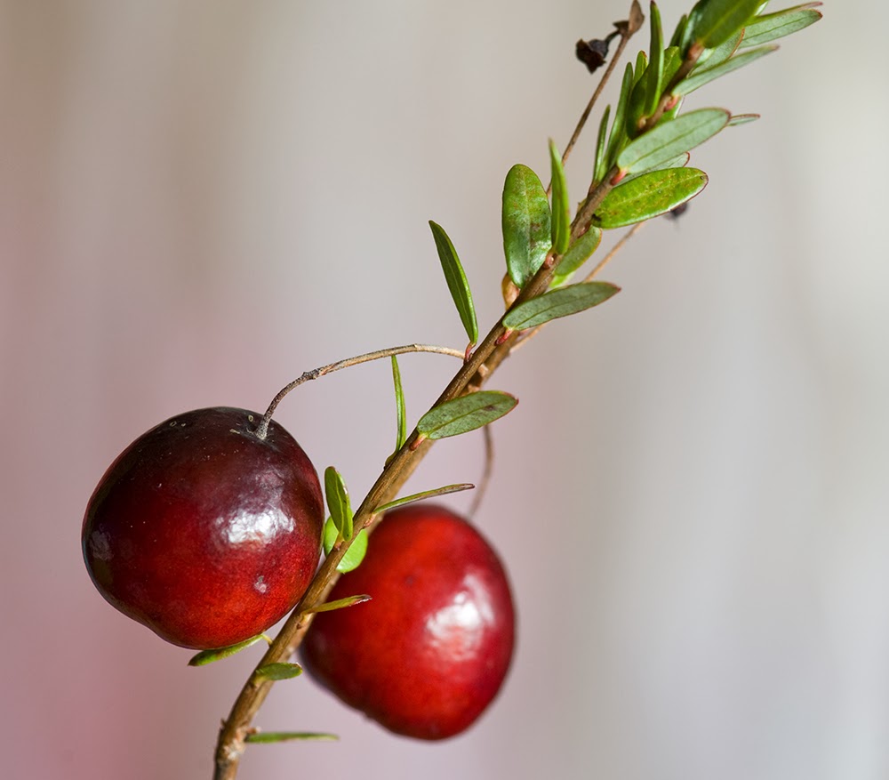 The 3 Foragers: Foraging for Wild, Natural, Organic Food: Wild ...