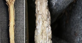 PRUNING YOUR OLD WOOD FLOWERING HYDRANGEAS