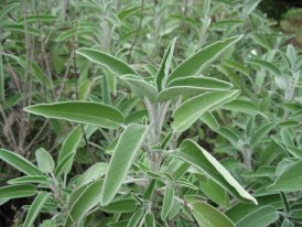Жалфија - Salvia officinalis - Билки Лековити и Народна Медицина