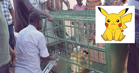 Villagers In Kenya Claim To Have Captured A Real-Life Pokemon Pikachu ...