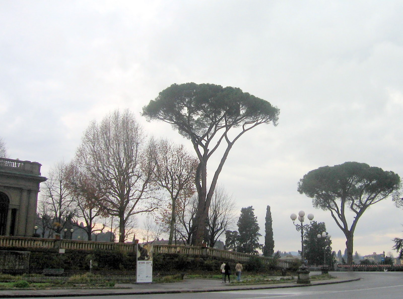 I Brake for Wildflowers!: The Pines of Rome