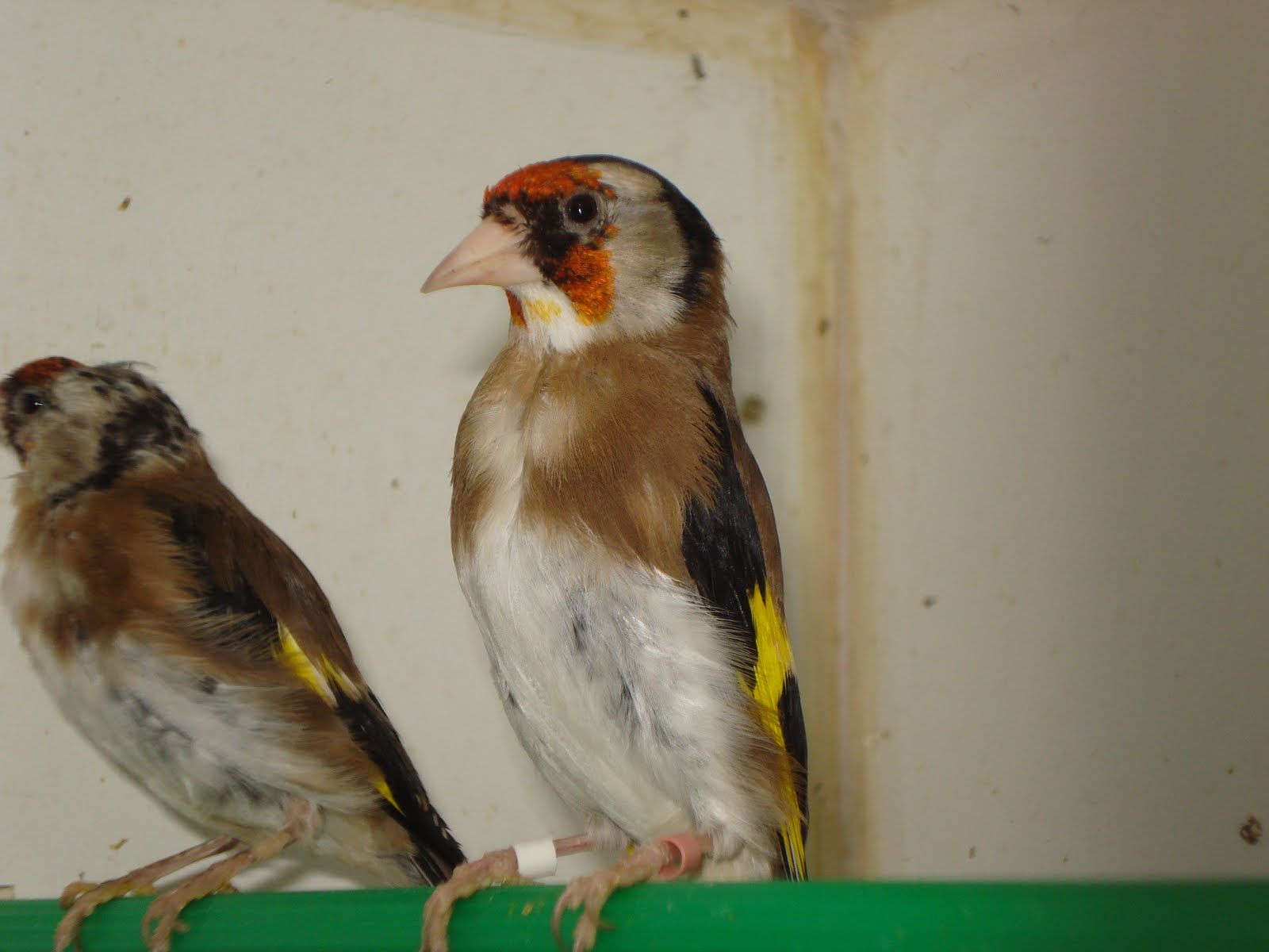Bird Planet Greece: Καρδερίνες