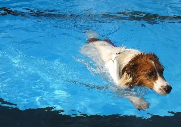 What Breeds Of Dogs Cannot Swim