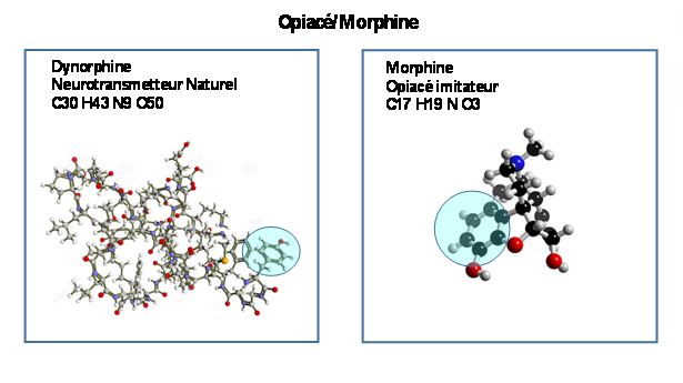 TPE Drogue et Dépendance: III - Circuit de la récompense et modes d ...