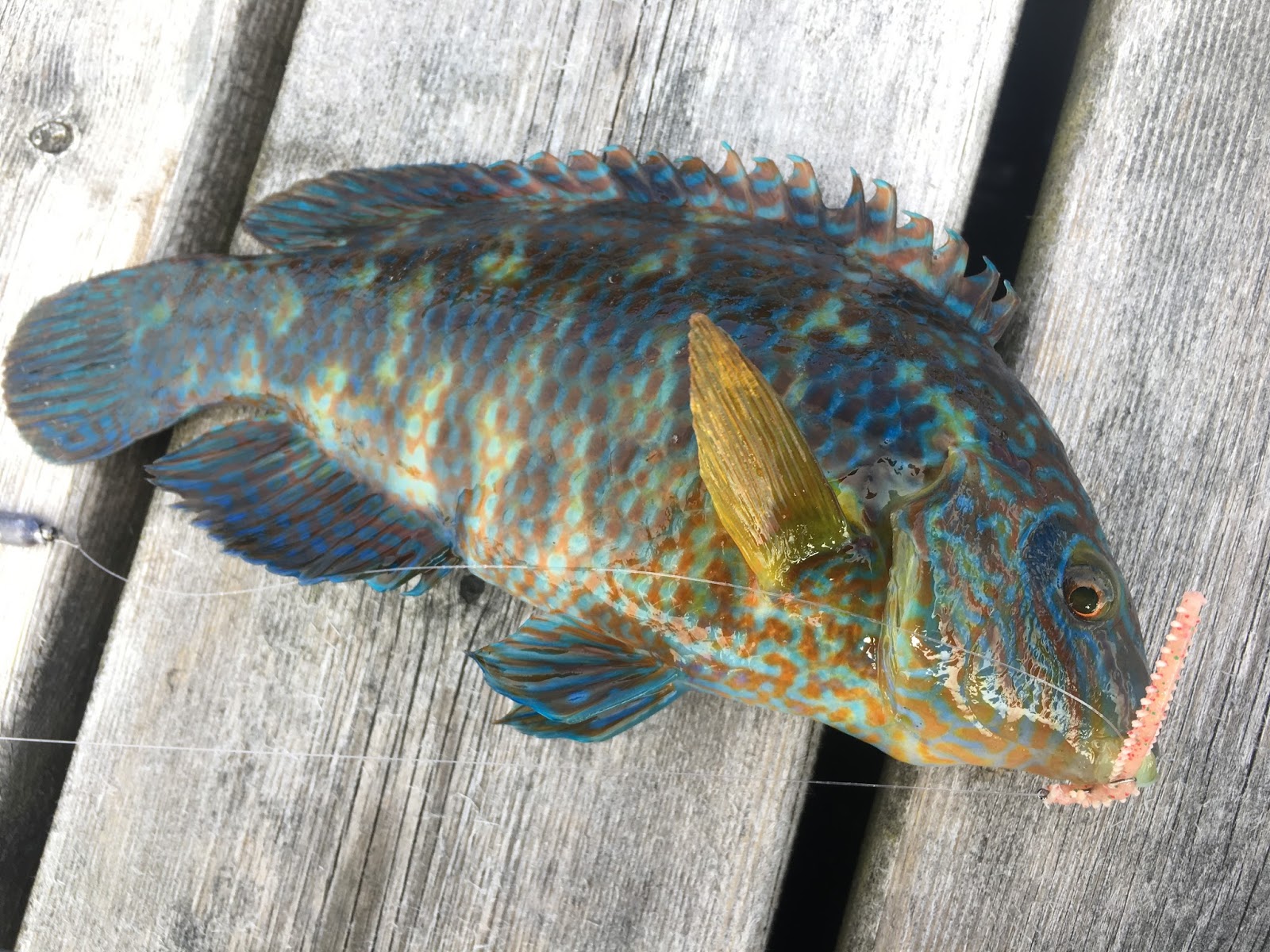 Improve Your Wrasse Fishing