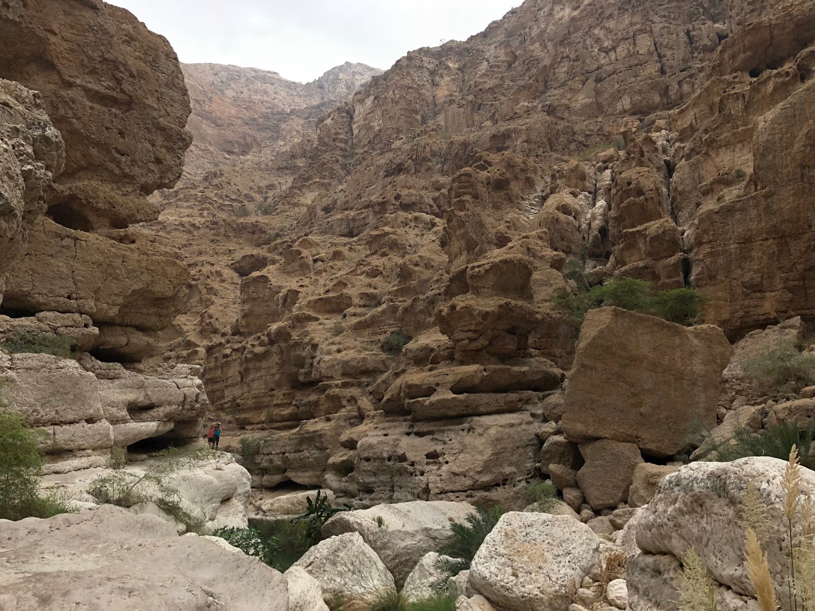 Adela Tarpan: Wadi Wadi Wadi