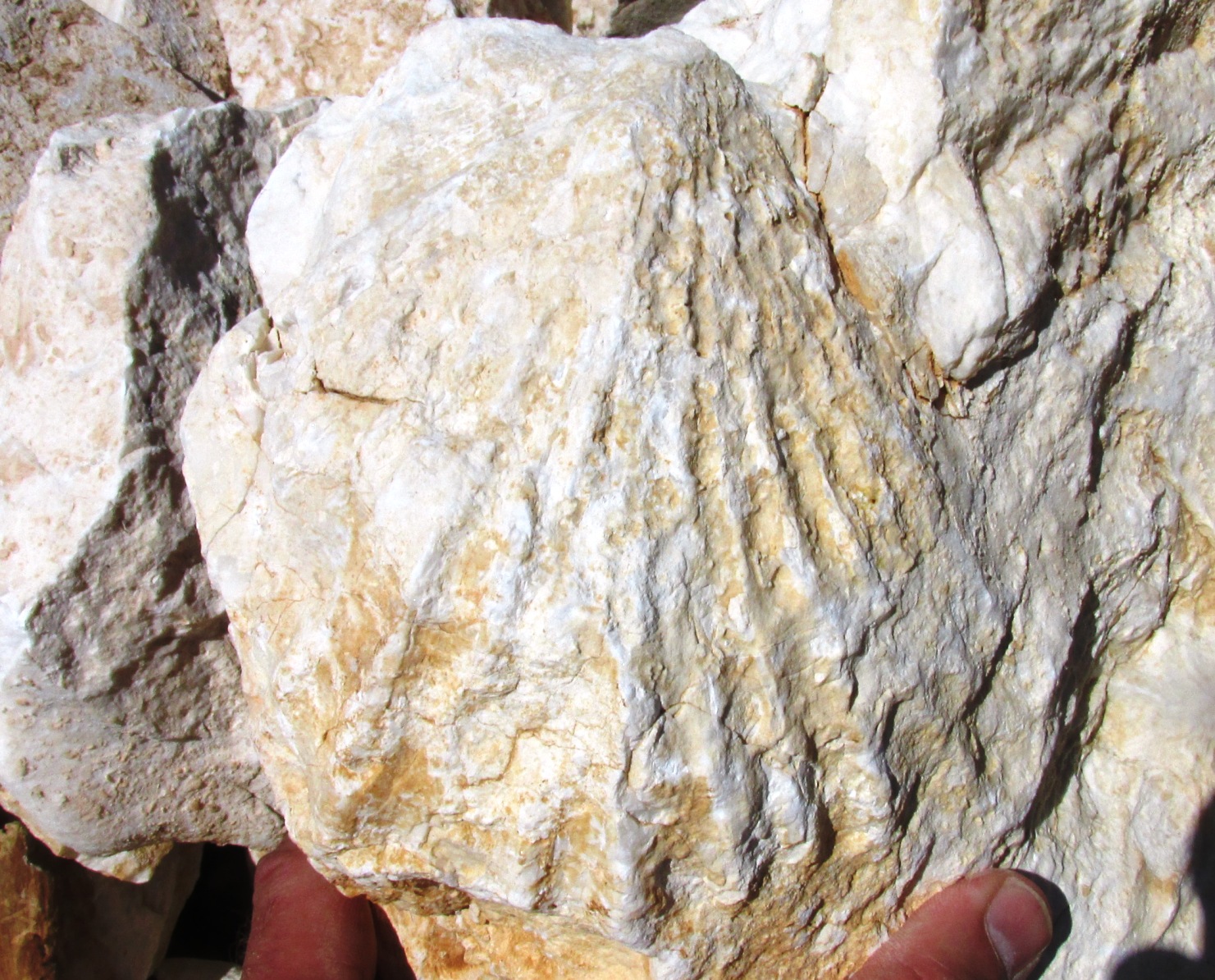 HERCEGOVINA-GEOARHEO: JEDINSTVENI FOSILI MORSKIH ŠKOLJAKA STARIH PREKO ...