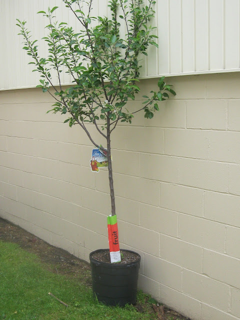 Village School Farm: 2013: An Apple Tree Arrives At Village! by Toby