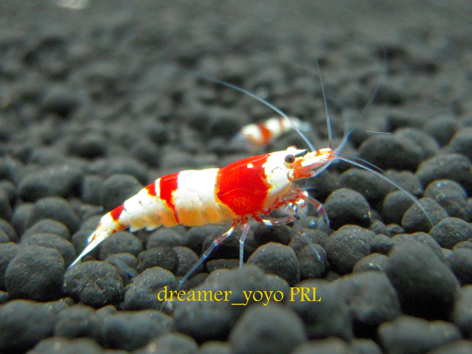 Crystal Red Shrimp: I am expanding my No1 Pure Red Line Tank